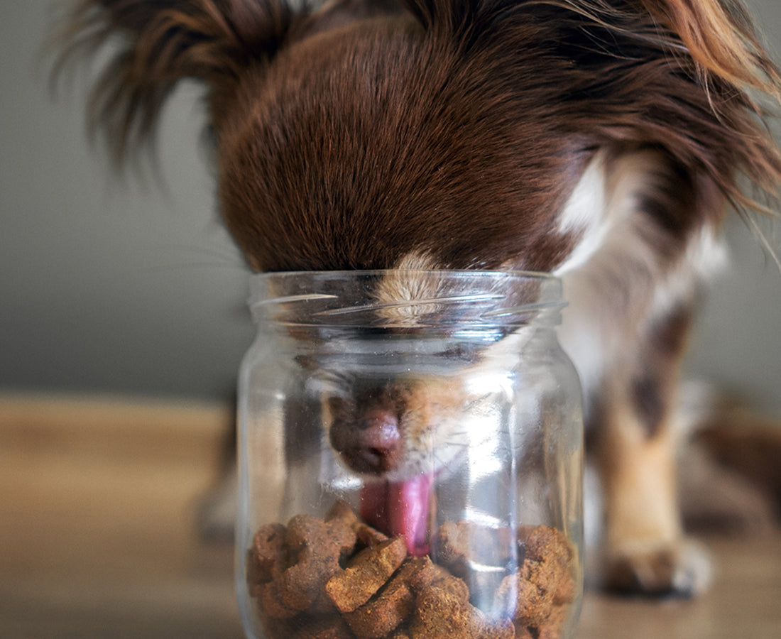 Sorgfältig ausgewählte Produkte für Hunde | Wuff's Best Schweiz